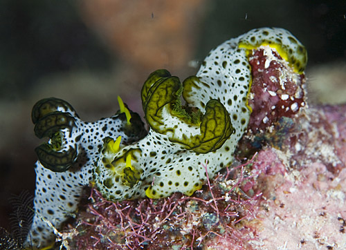 A pair of Aegires seranae nudibranchs